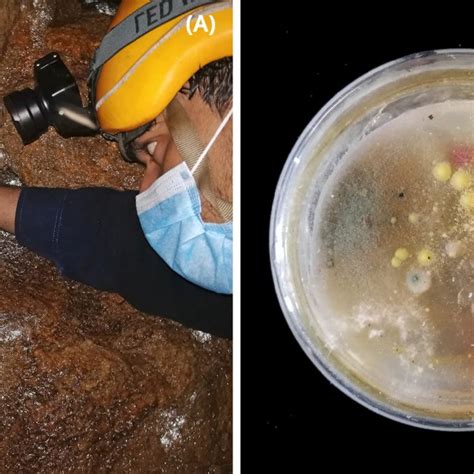 Microbial Swab Sampling At Alex Wright Blog