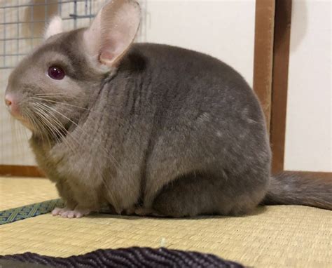 はじめまして Chilla Hat Works