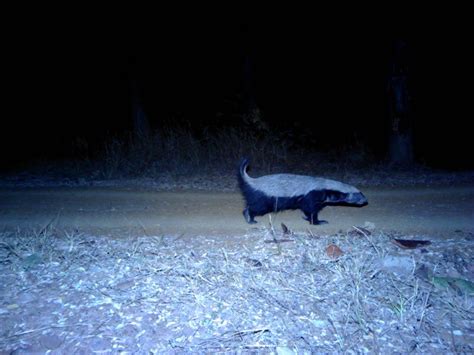 Wildlife Conservation Trust On Linkedin Cameratraps Habitat Cameratrapping Wildlifeprojects