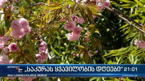 „საკურას ყვავილობის დღეები“ Youtube