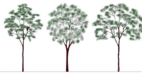 Tree Cad Blocks Elevation Tree 3 M 001 Free 2d 3d Autocad Blocks Download Share And
