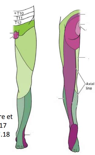 Foerster Dermatome Map Anterior Diagram Quizlet Foerster Dermatome Map Anterior Diagram Quizlet