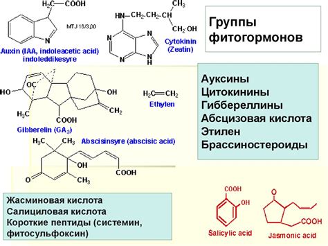 Фитогормоны - гормоны растений - презентация онлайн