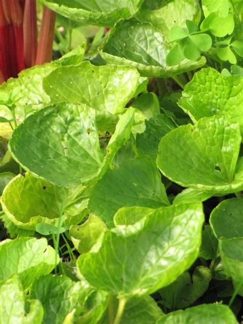 Bio Wasabi - Wasabia japonica / Brassicaceae | Naturkräutergarten