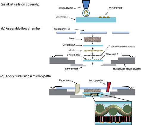 Schematic Of A Cell Arraying B Assembly Of The Microfluidic