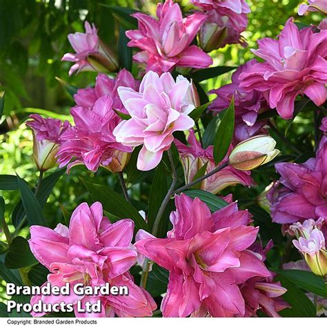 Lily 'Diantha' | Dobies
