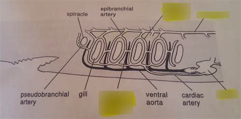 Shark Circulatory System Diagram Quizlet Shark Circulatory System Diagram Quizlet