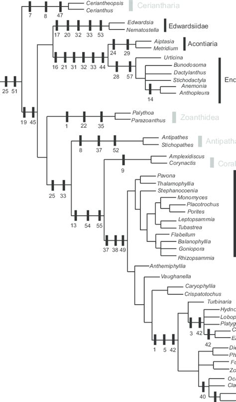 Tree From Fig 2 With Intra Ordinal Clades Labelled And Morphological