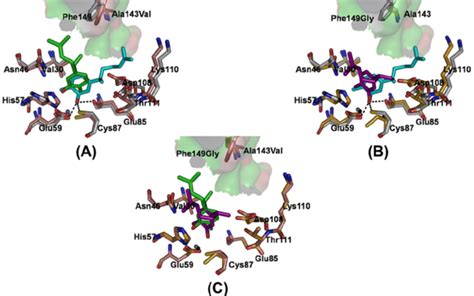 A Superimposition Of Structures Of The Mutants Relative To Wild Type