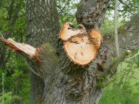 Stump Of Tree Of The Trunk With Annual Rings Stock Photo Adobe Stock