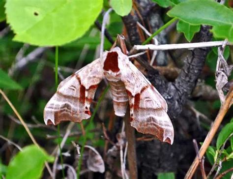 Different Types Of Moths Moth Species