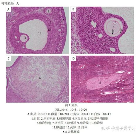 医学生notes｜组胚｜第18•19章｜生殖系统 知乎