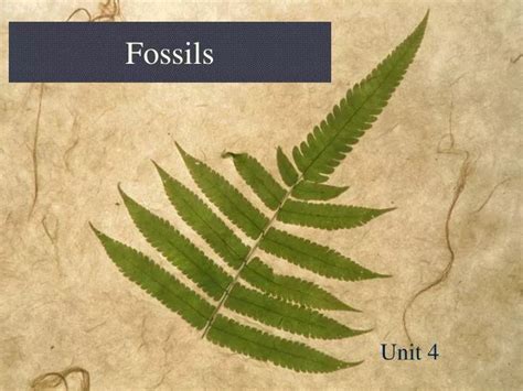 PPT Fossils PowerPoint Presentation Free Download ID 3983462