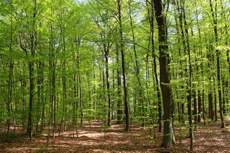 Wandeling In Het Meerdaalwoud Langs Eeuwenoude Loofbomen Even Op Stap