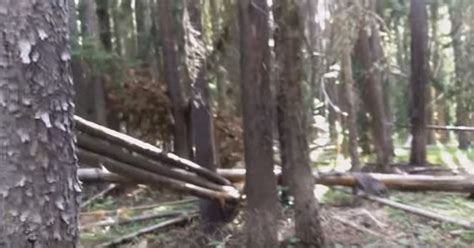 This Tree Structure Has No Explanation