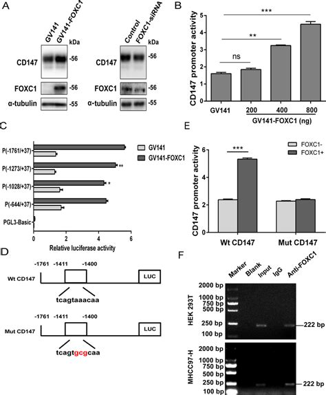 Transcriptional Regulation Of Cd147 By Foxc1 A Foxc1 Upregulated