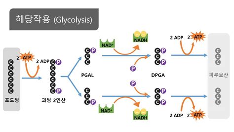 세포호흡 Youtube