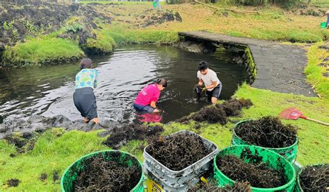 Ogo Seaweed Removal Project Rotary Club Of Hilo Bay