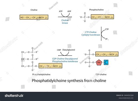 Schematic Molecular Diagram Phosphatidylchoine Synthesis Choline Stock