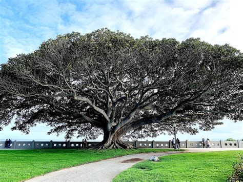 Mama Tree R Iphoneography