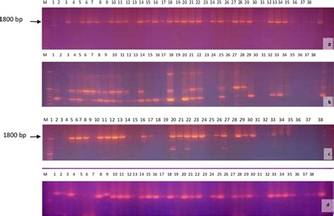 Pcr Amplification Products For Acmv Specific Primers Acmv F1 Acmv R1 Download Scientific