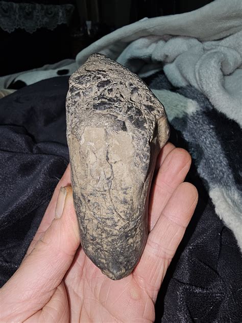 I Need Help Identifying Please Fossil Id The Fossil Forum