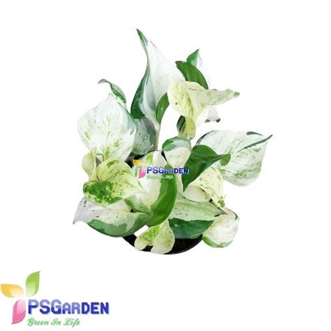 Manjula Poh Soon Garden Sdn Bhd