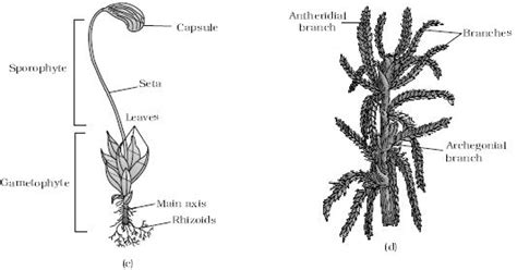 Explain On Bryophytes Qs Study