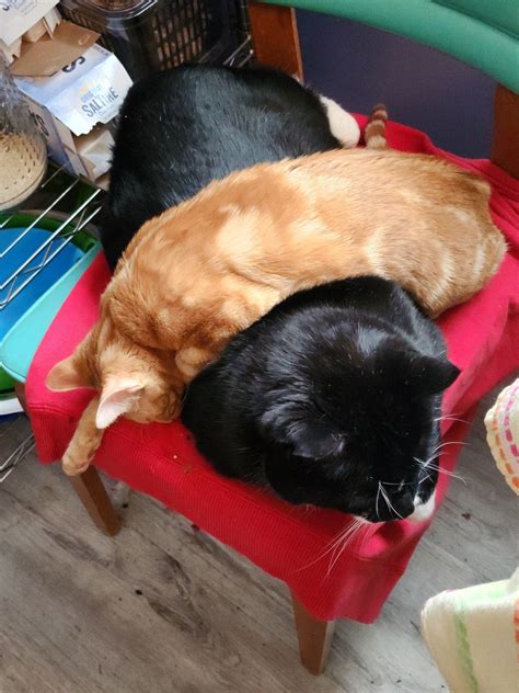 Cat Stack With A One Arm Dangle Flourish Rdanglers