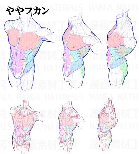 Pin By James On Anime Drawings Tutorials Human Anatomy Drawing Human