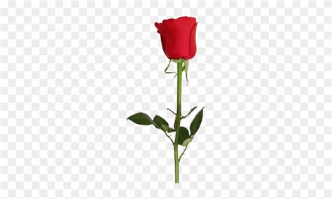 Free Css3 Borders Backgrounds And Boxes Dev 3iir07 Clipart One Rose