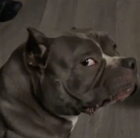 Tiktok Dog Meme Closed Eyes