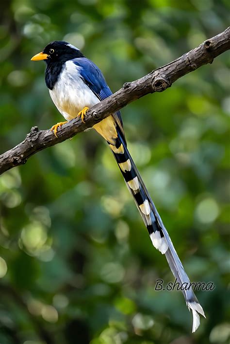 B The Yellow Billed Blue Magpie Is A Striking Long Tailed Bird From
