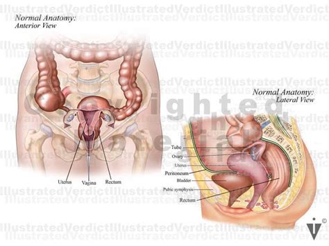 Stock Colon Normal Anatomy Illustrated Verdict