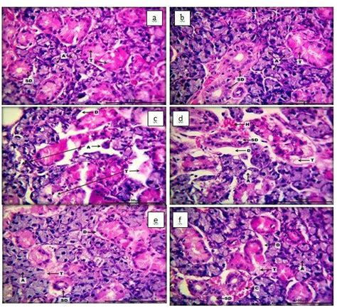 Histological Section Of Rat Submandibular Salivary Gland Hande Stain