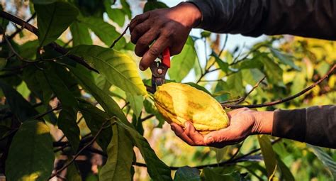 Premium Photo Cocoa Farmer Use Pruning Shears To Cut The Cocoa Pods Or Fruit Ripe Yellow Cacao