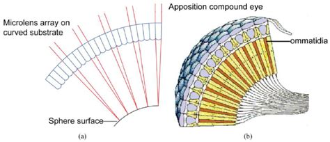 A 3d Microlens Array On A Curved Substrate B Apposition Compound