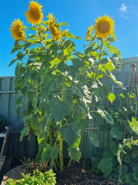 Giant Sunflower Local Seeds