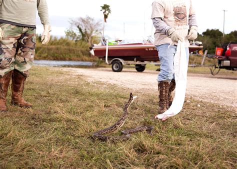 dylan johnston florida python hunters photography series