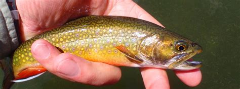 Brook Trout Closeup Galvin Guiding