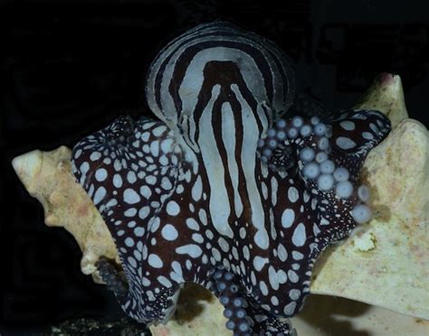 World S Sexiest Octopus Ostracized By Biologists Popular Science