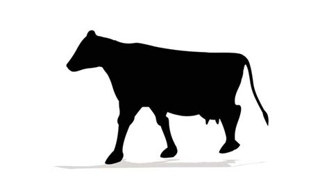 cow walk cycle animation loop animation sequence with green screen