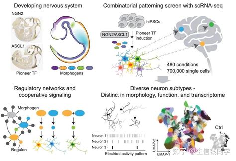 Science｜神经领域的顶级生信文章，单细胞做得十分值得学 知乎
