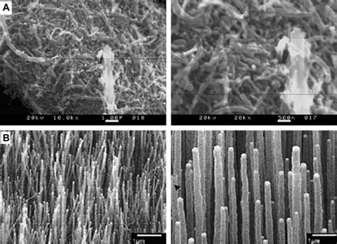 A Scanning Electron Micrographs Of Cnts At 10 000 And 20 000