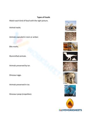 Fossils Worksheets