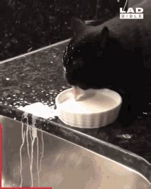 Cats Drinking Milk S Tenor