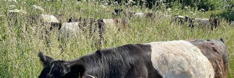 Cow Brush Manor Farm Surrey Hills National Landscape