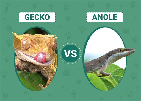 Gecko Vs Anole The Differences Explained Pangovet