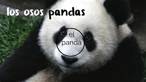 Los Pandas By Juan Estebaban Caicedo Gallego On Prezi