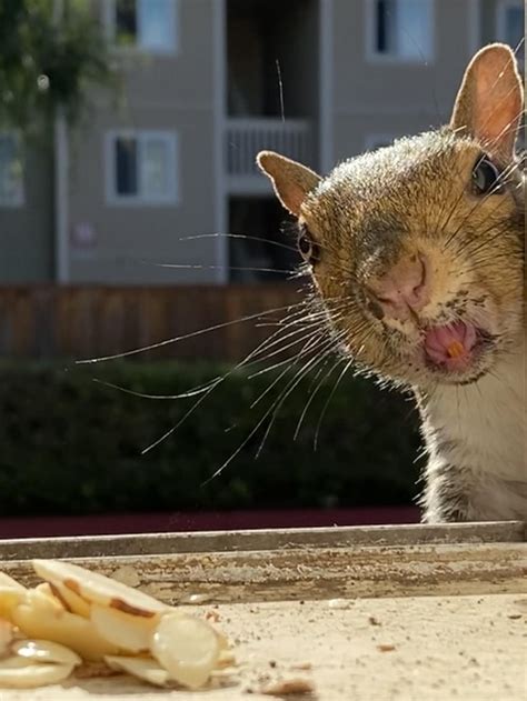 til github uses this squirrel to encourage shipping code squirrels